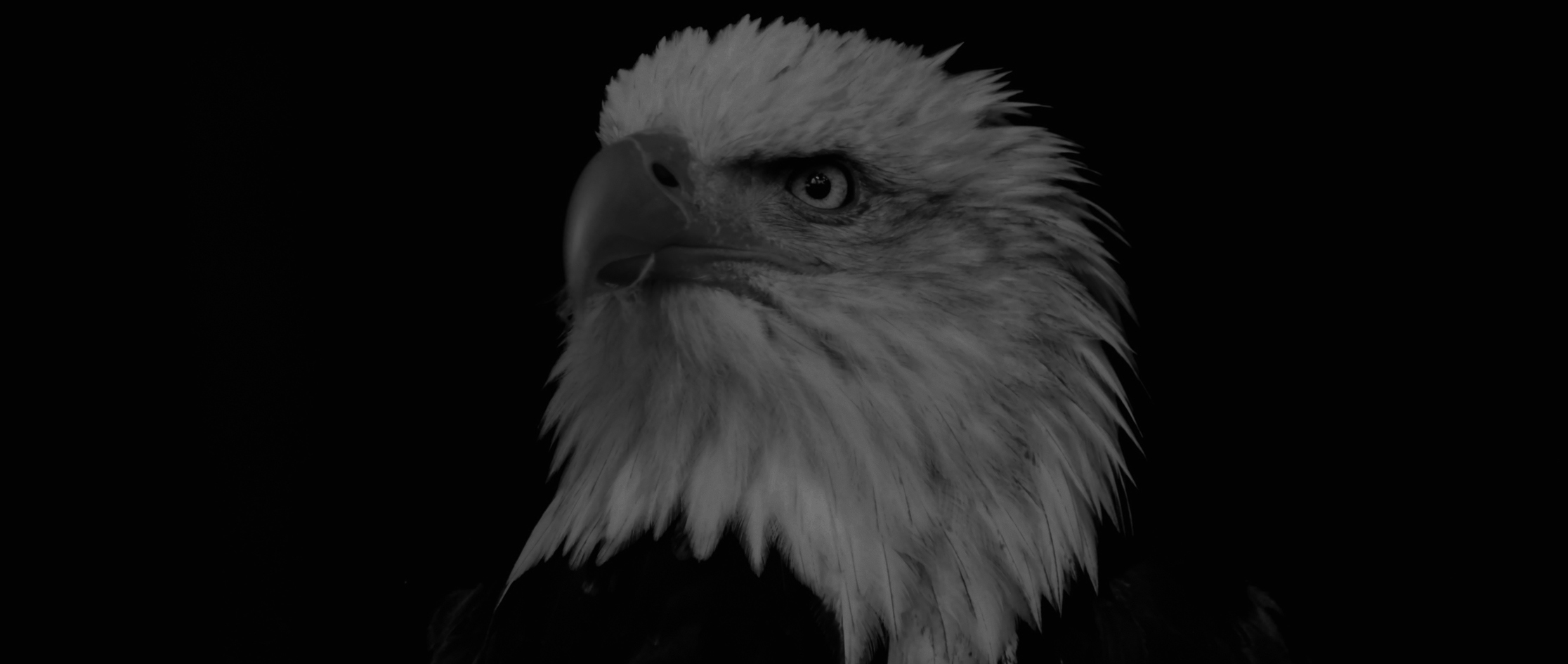 Dark Eagle | First Cruising Bar @ Salzburg